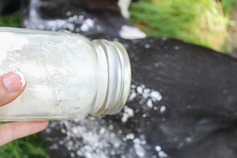 Homemade Dry Shampoo for Dogs: Non-Toxic and Safe
